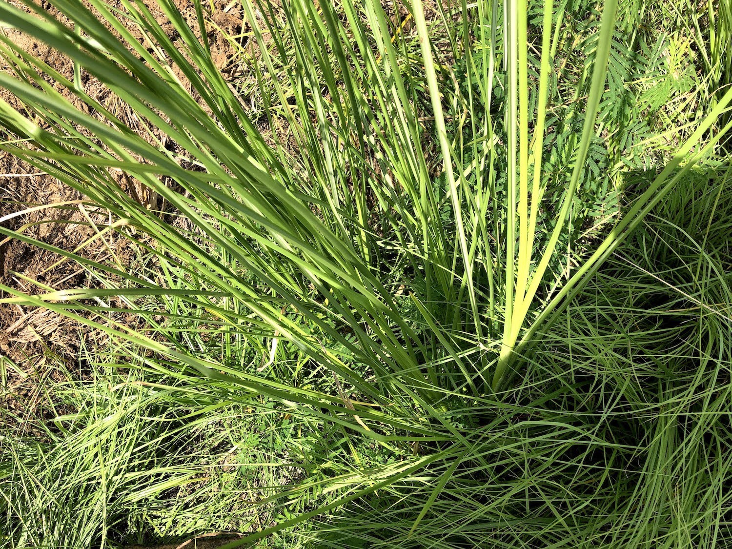 Jackson State University professor gets $539K NSF CAREER Award to study ...